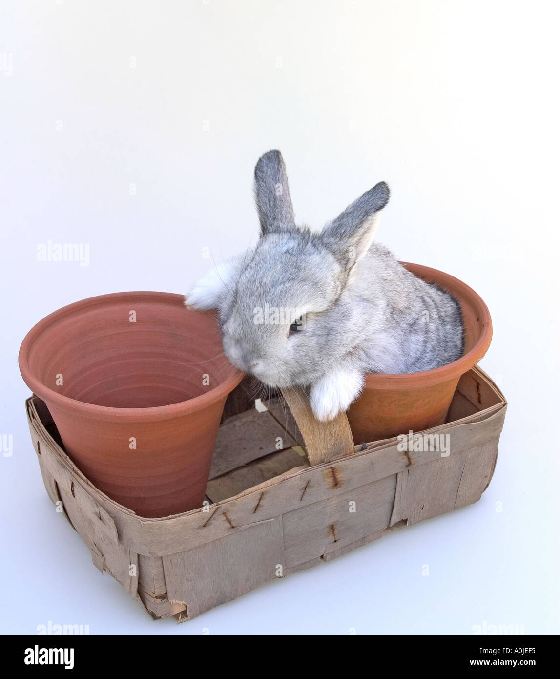 Baby rabbit playing inside some terracotta plant pots in a garden ...
