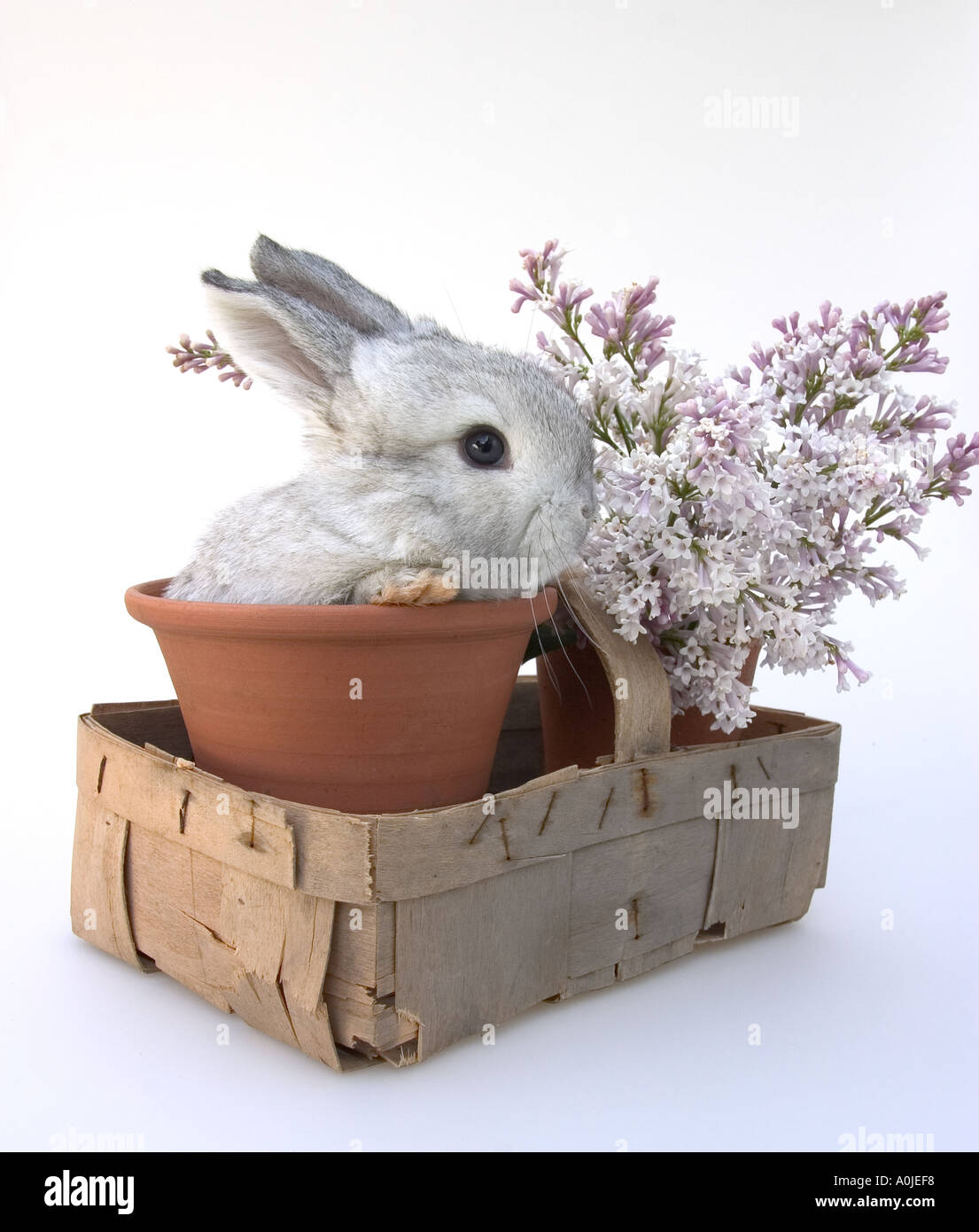 Peter rabbit easter hi-res stock photography and images - Alamy