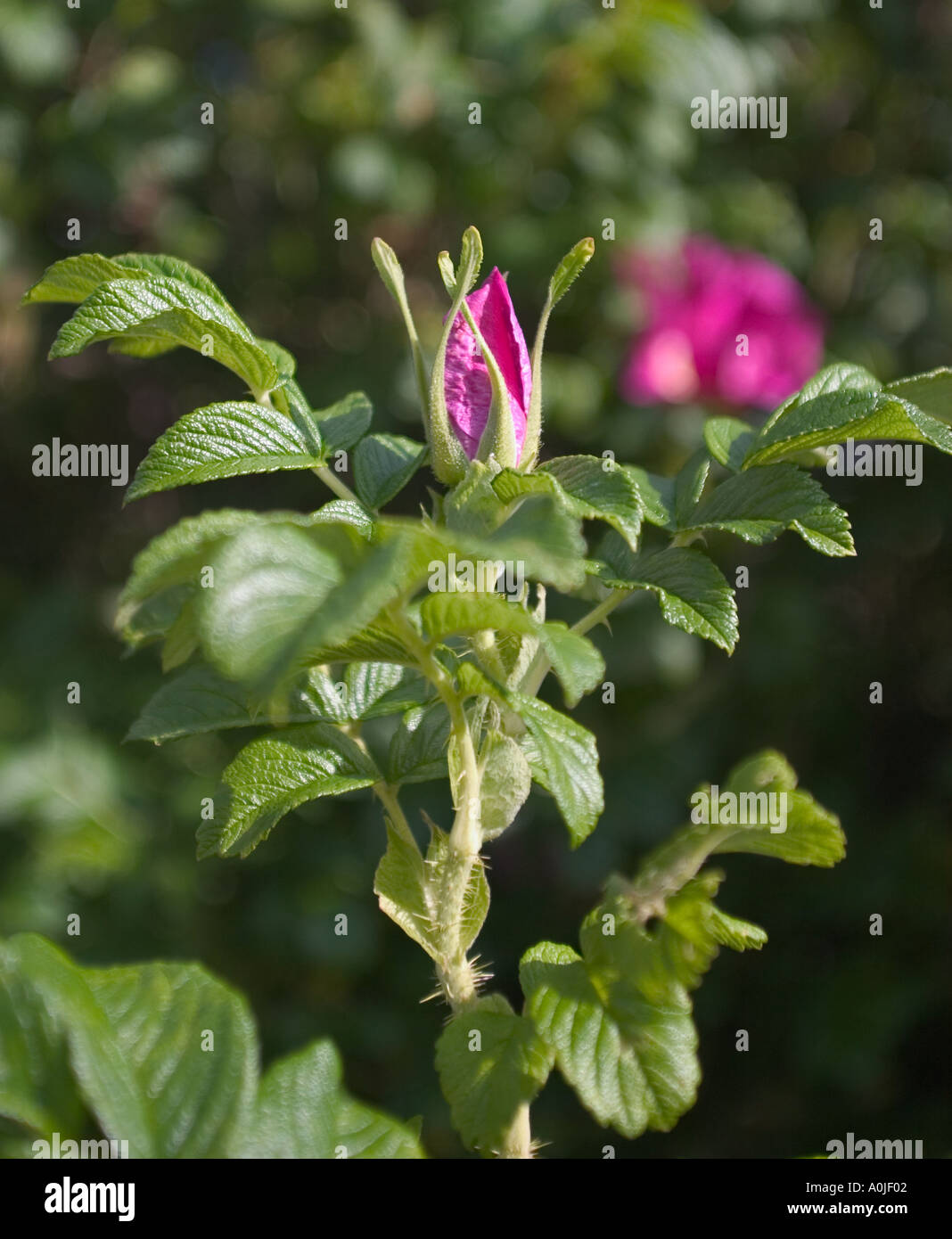 Wild Rose. Vibrant Rugosa rose in hedgerow Stock Photo - Alamy