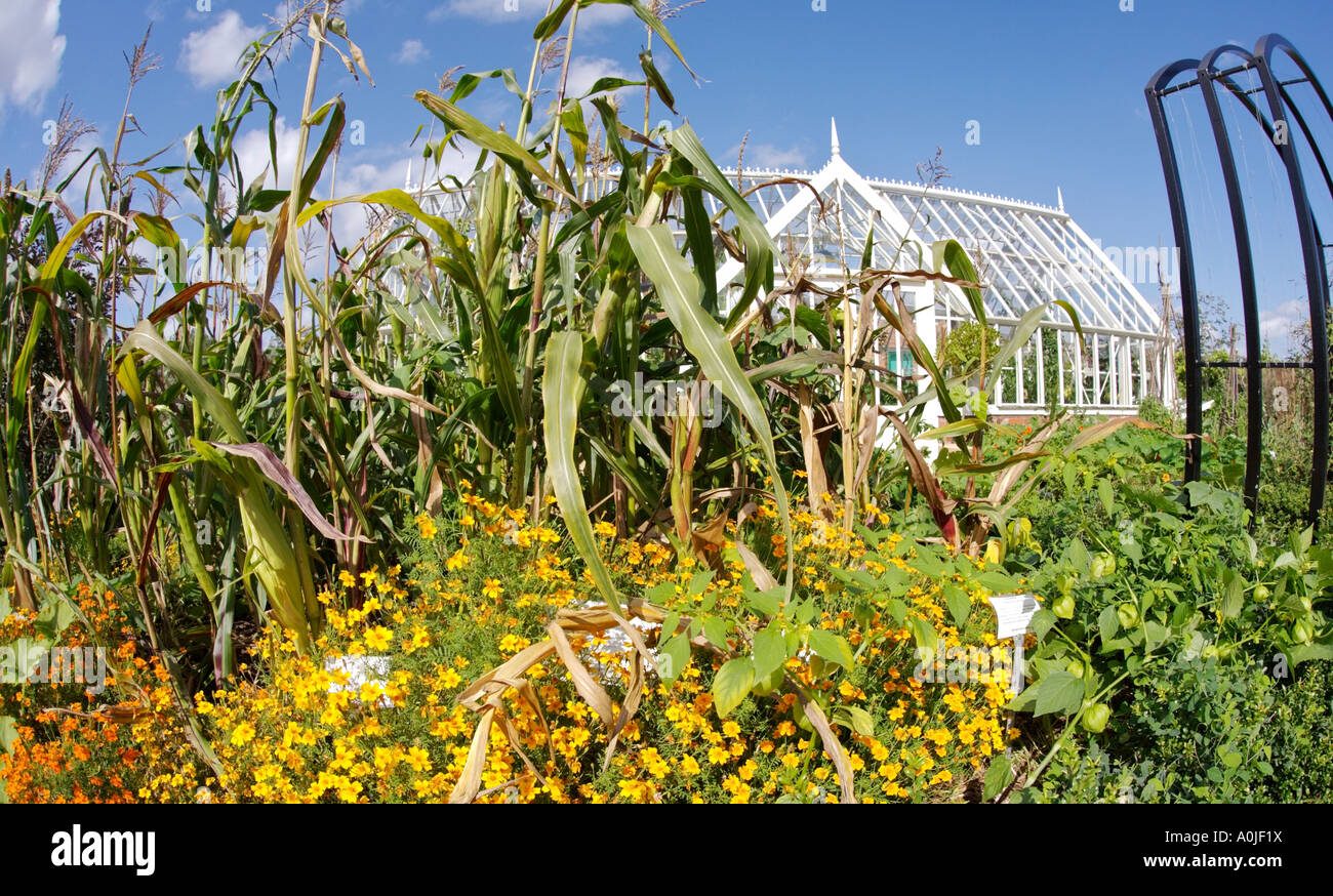 garden organic ryton ryton gardens warwickshire midlands england Stock ...