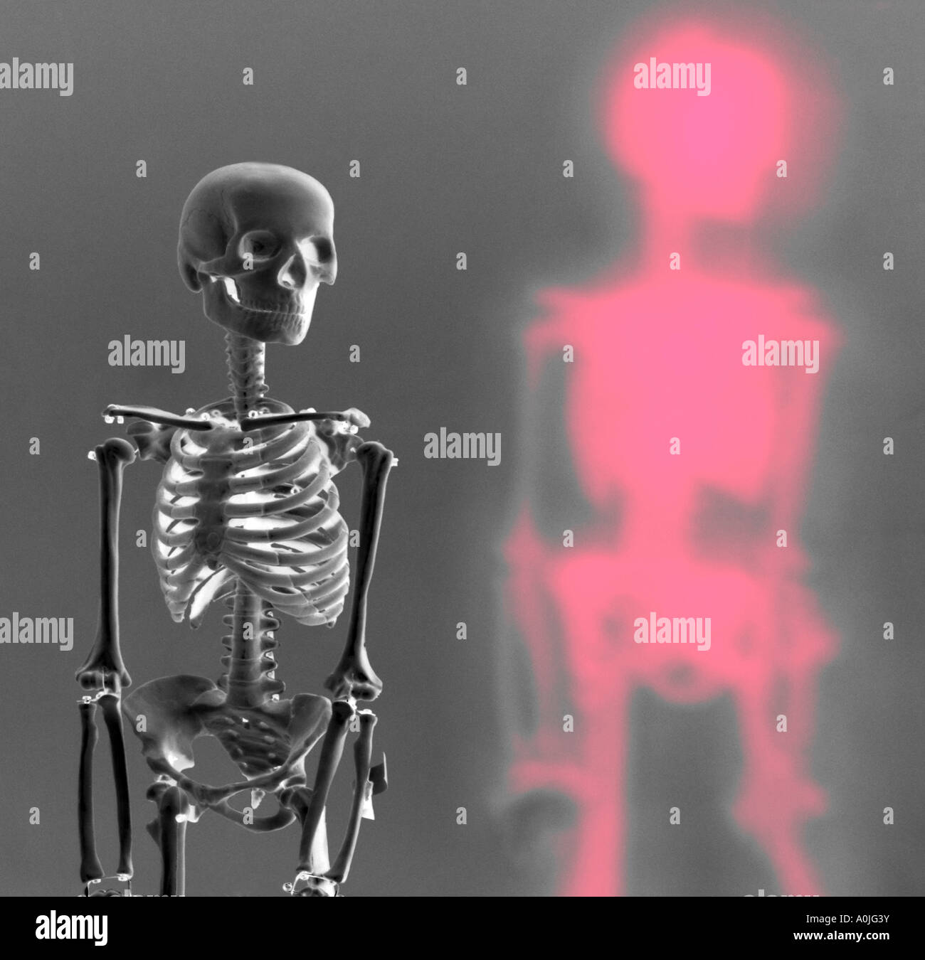 science laboratory equipment skeleton with red shadow negative ...