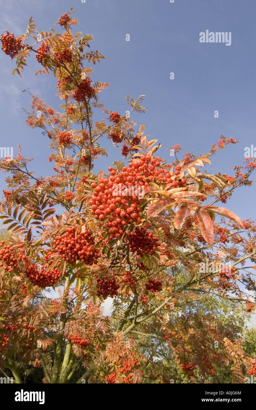 red berries on a mountain ash tree autumn fall Stock Photo - Alamy