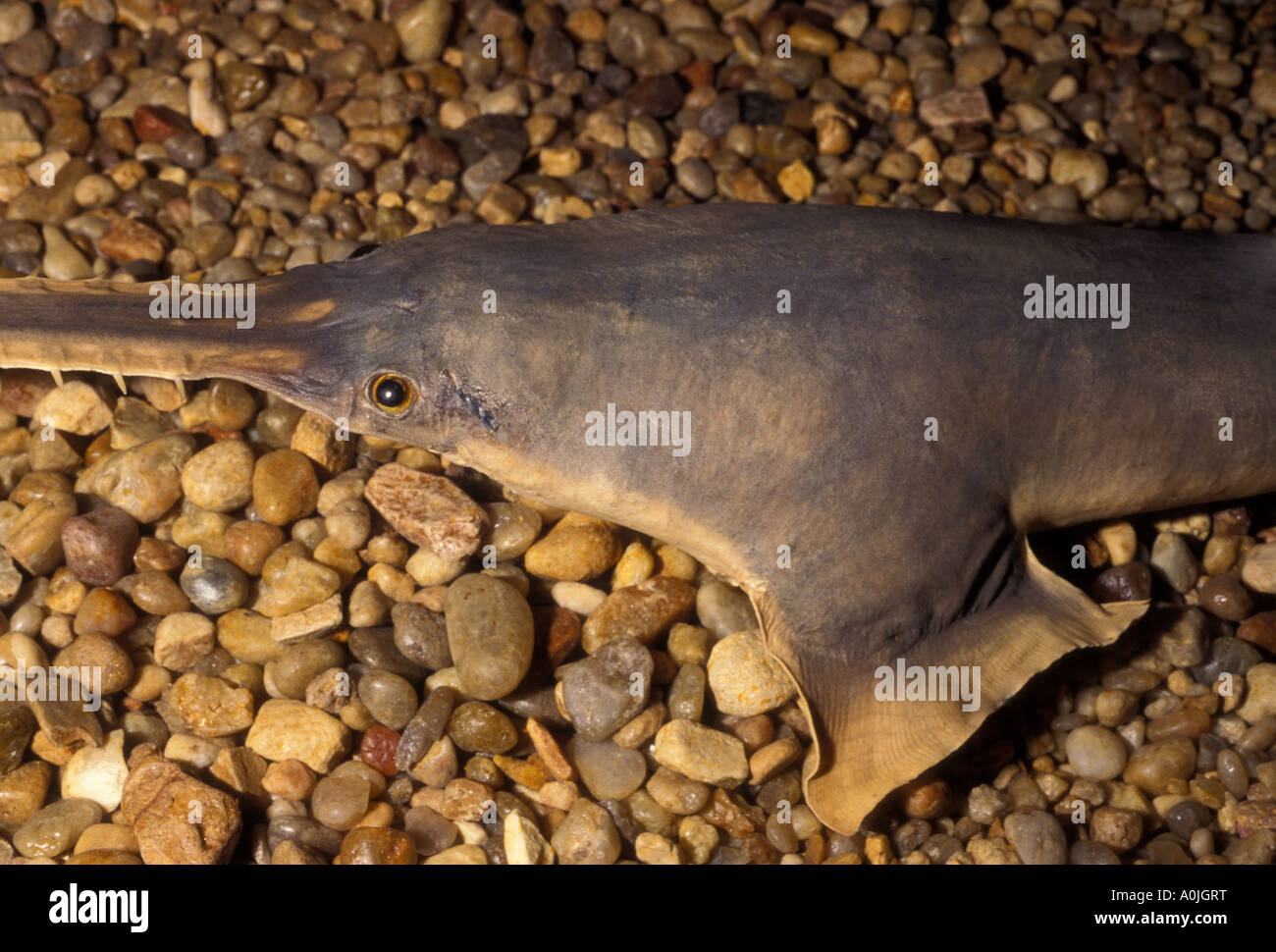 sawfish, pristis pectinata, museum exhibit, museum, exhibit, Natural ...