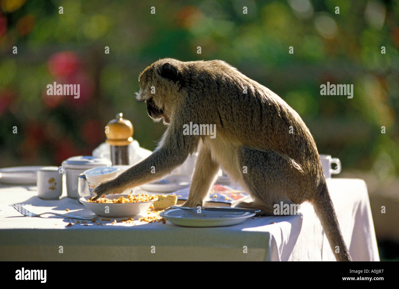 Africa monkeys hi-res stock photography and images - Alamy