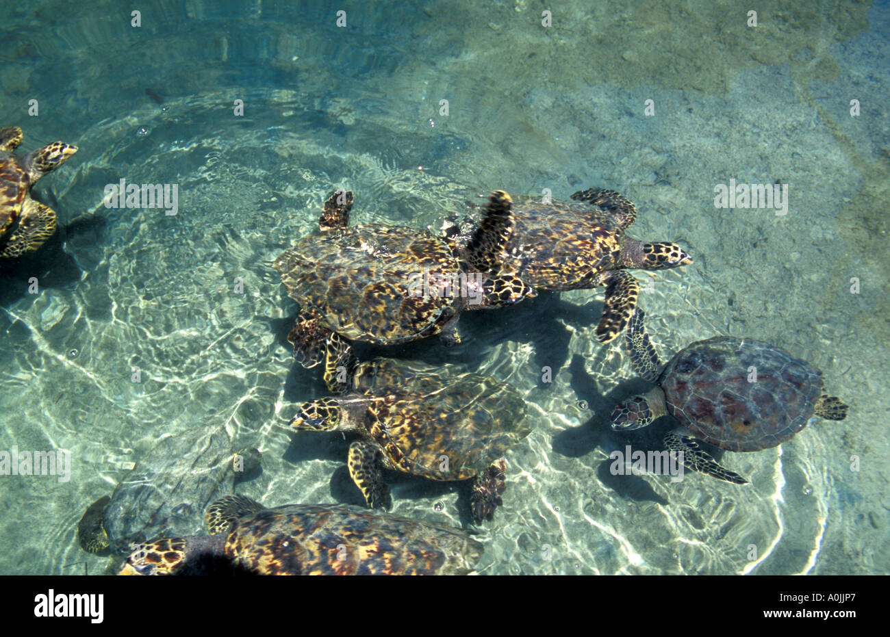 Turtle sanctuary on one of the San Blas Islands Stock Photo - Alamy