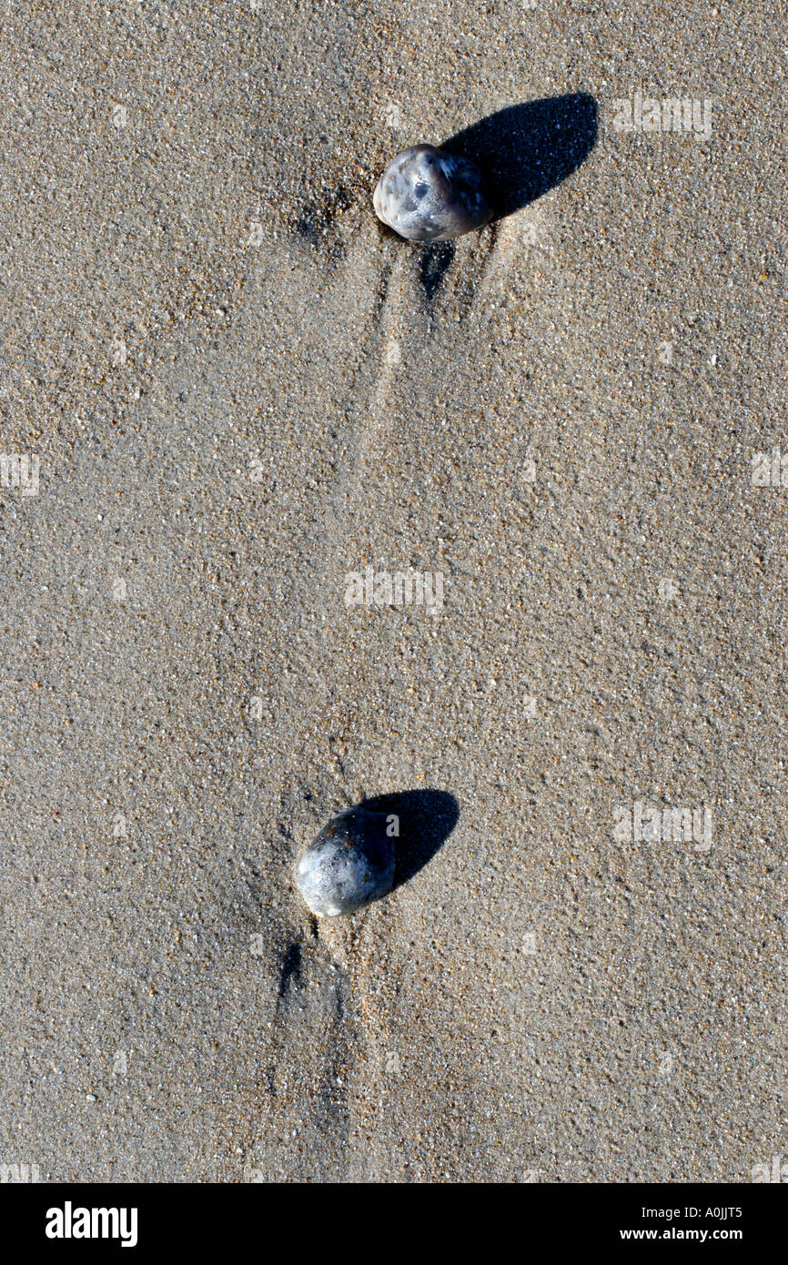 Two shells embedded in sand on beach Stock Photo - Alamy