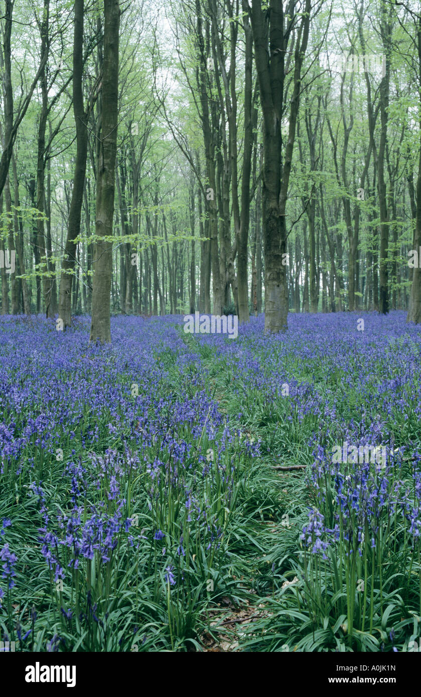 A thick carpet of bluebells cover the ground among trees in a wood in ...