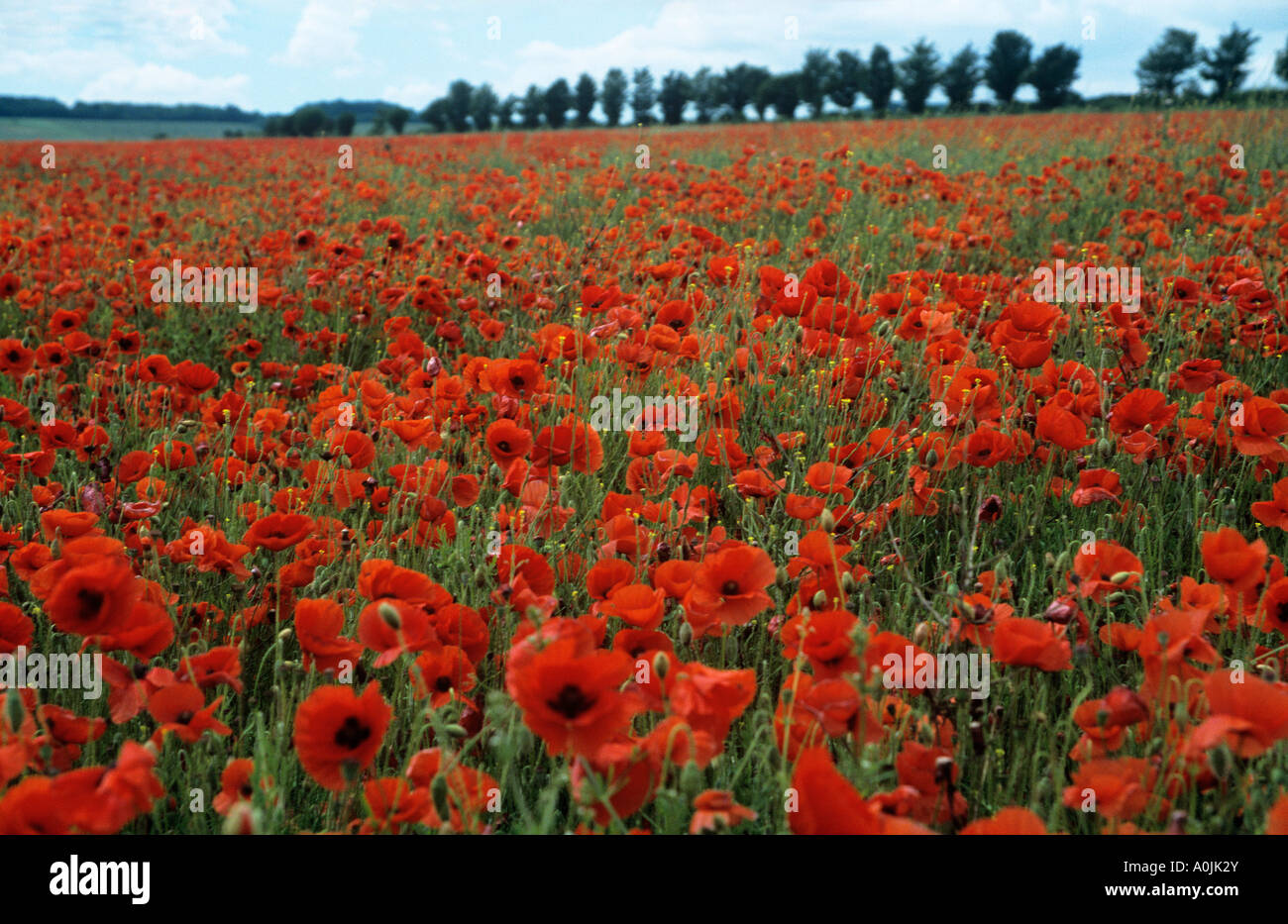 A field of bright red poppies with a row of trees on the horizon Stock ...