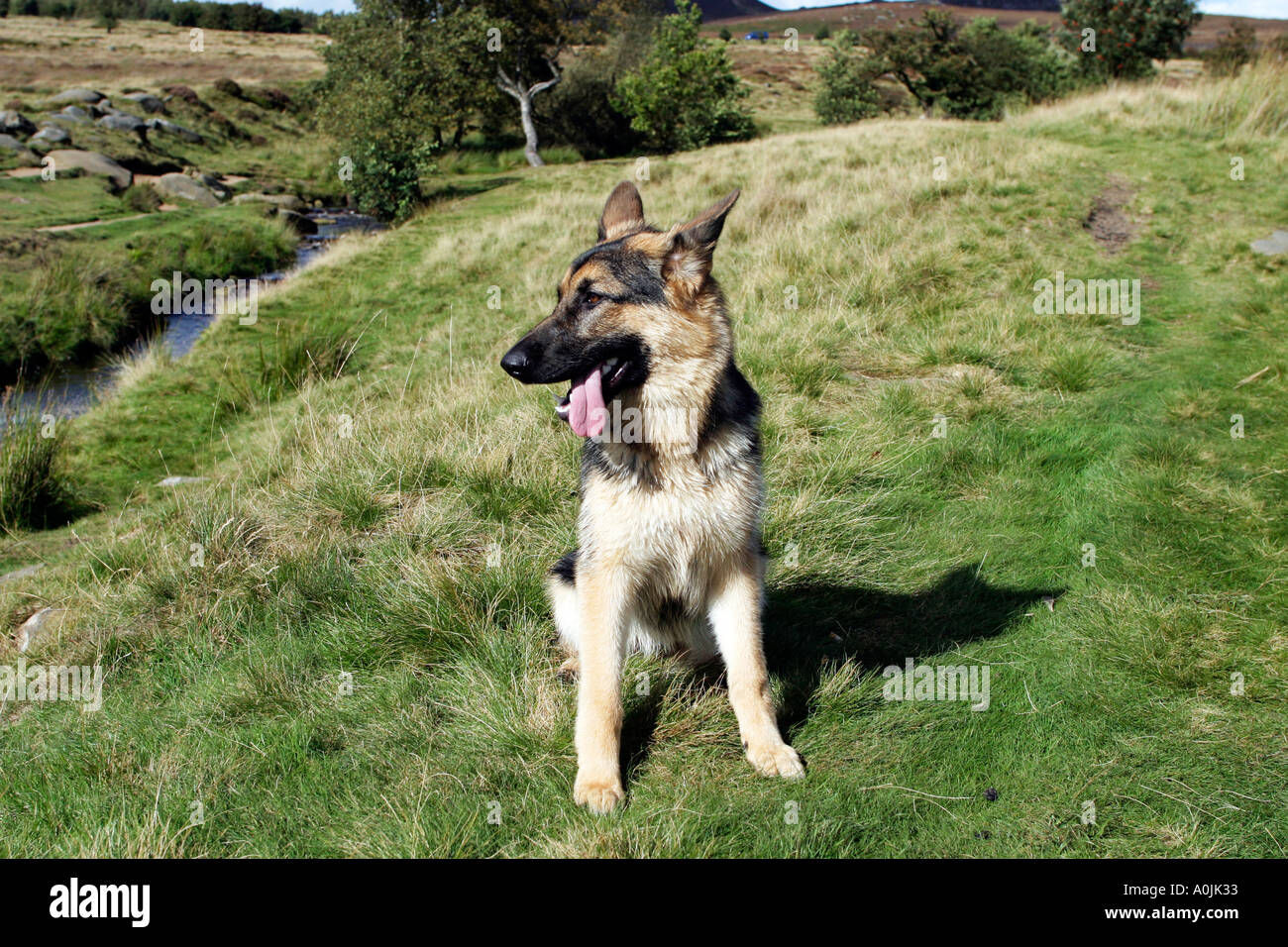 German Shepherd,German Shepherd sitting Stock Photo - Alamy