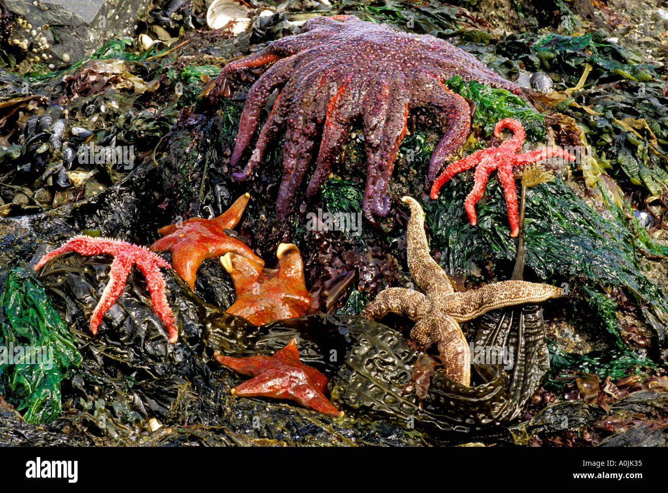 Colorful Tide Pool of Star Fish, Kachemak Bay near Homer Alaska Stock ...