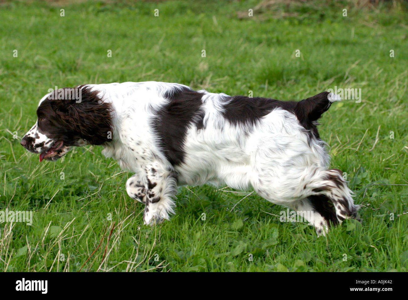Hunting fieldsport hi-res stock photography and images - Alamy