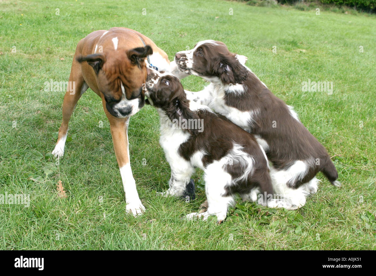 Boxer playing with springer puppies Stock Photo - Alamy