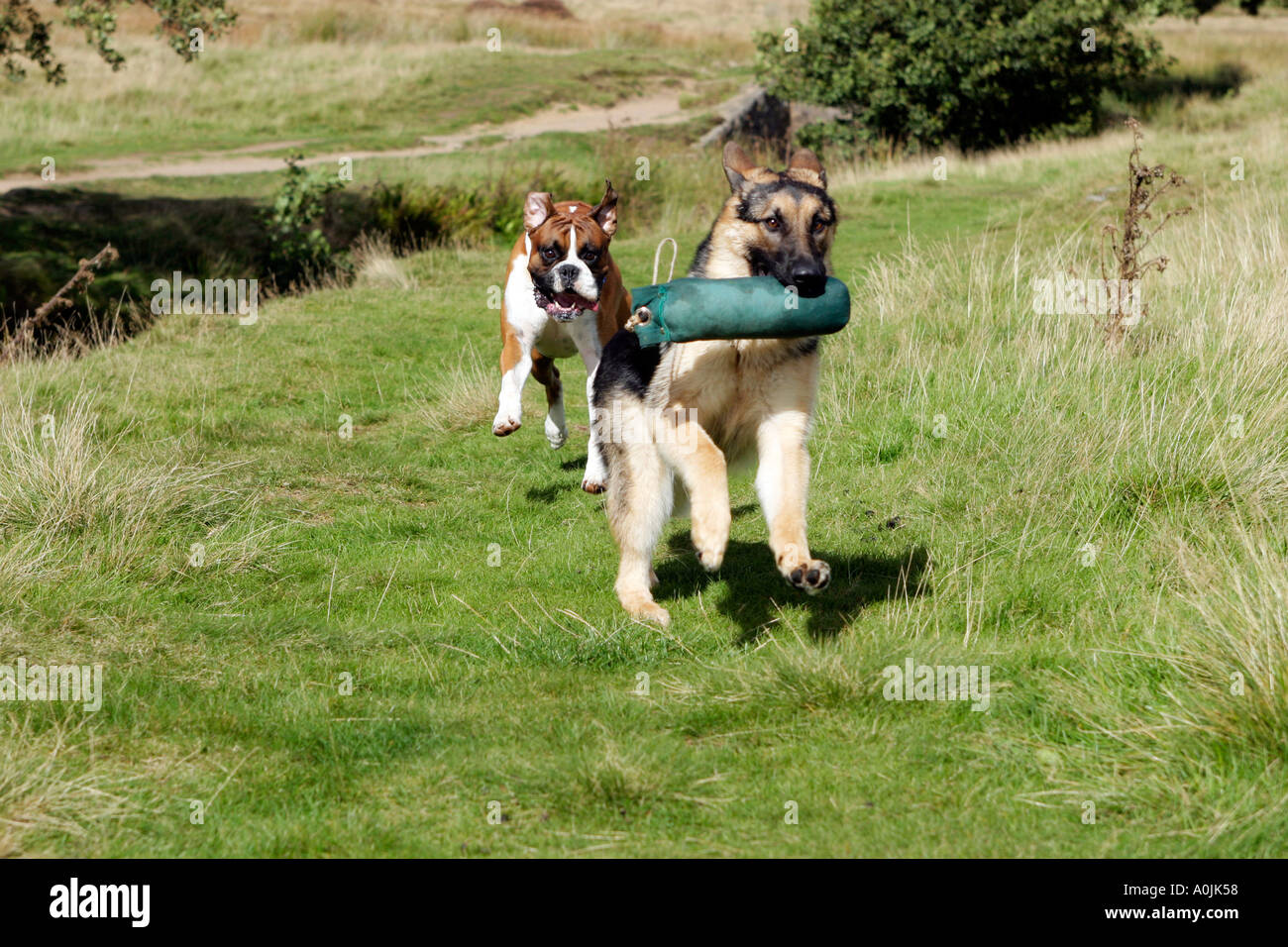 Two dogs playing german shepherd hi-res stock photography and images ...