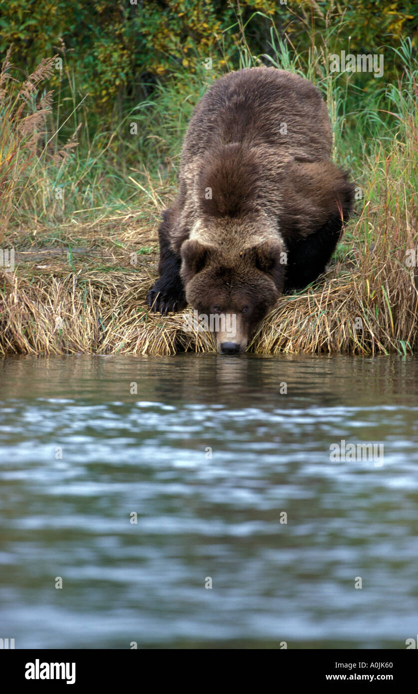 ALASKA Katmai National Park Brown Grizzly Bear Drinking Water from the ...