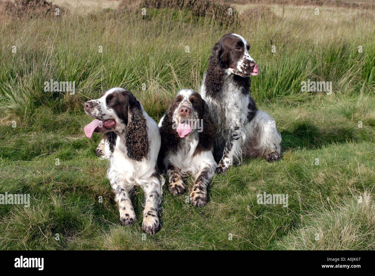 Springers hi-res stock photography and images - Alamy