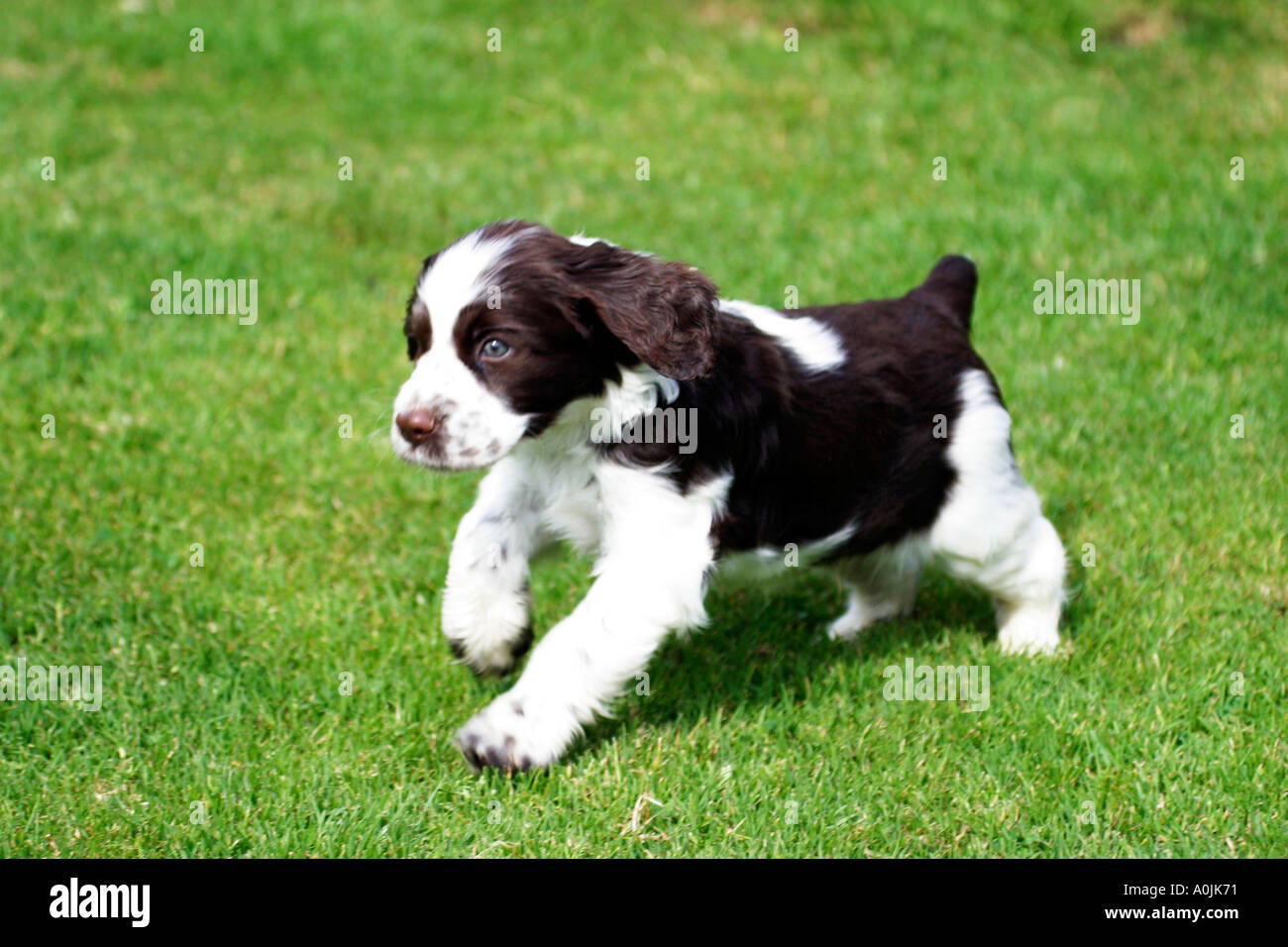 English springer running hi-res stock photography and images - Alamy