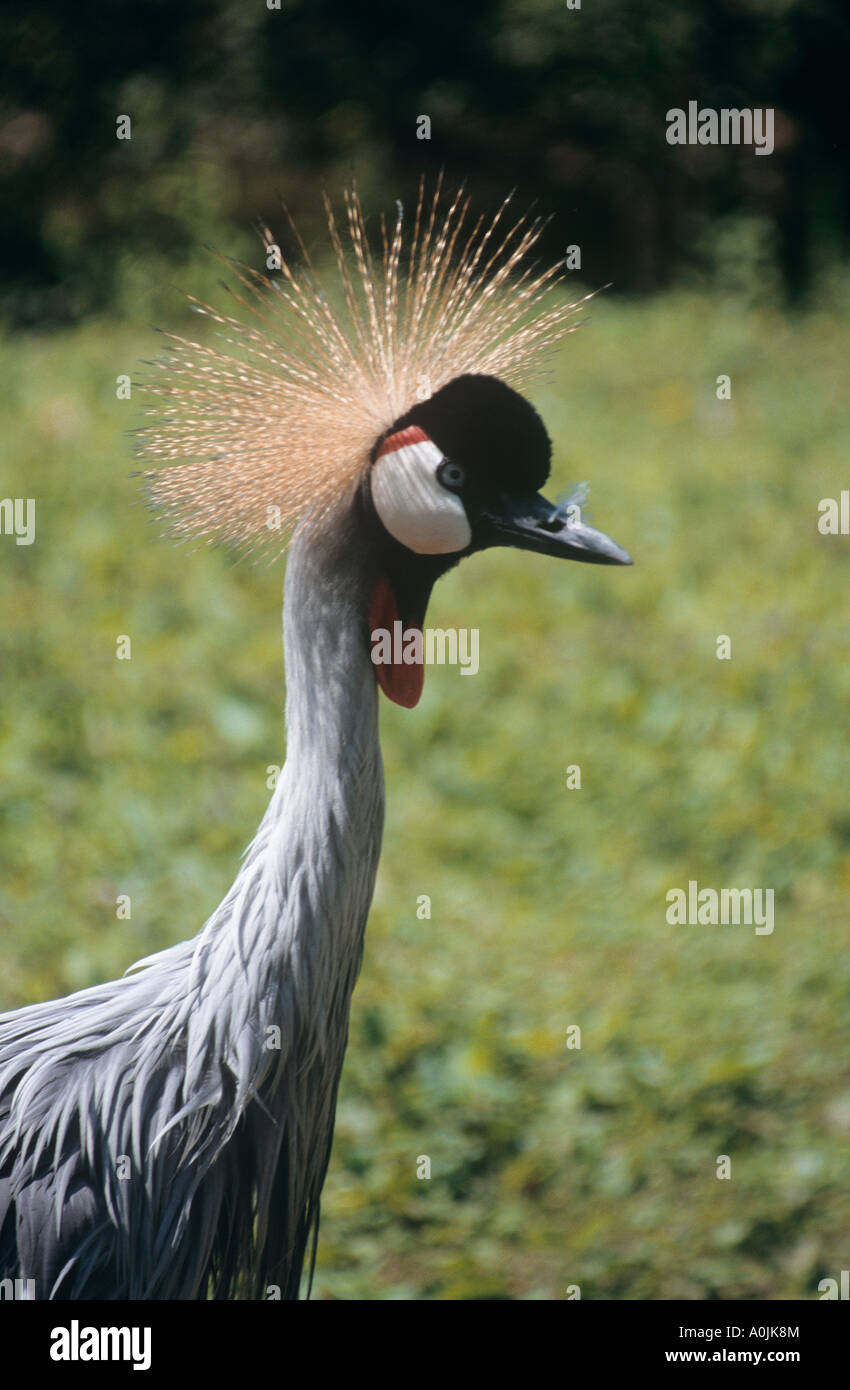 Birdworld, surrey hi-res stock photography and images - Alamy