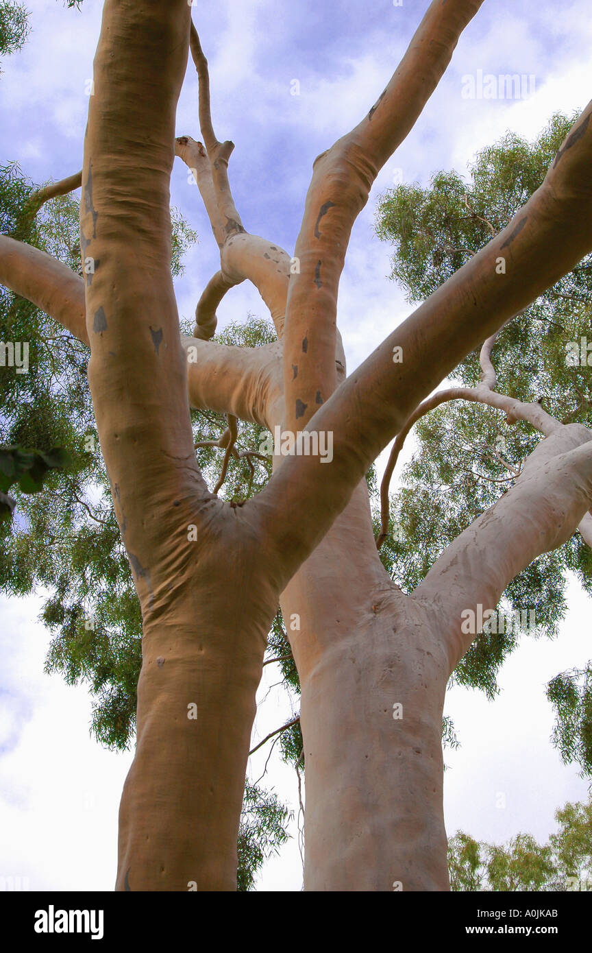 Thick trunks of trees, Melbourne, Victoria, Australia Stock Photo - Alamy