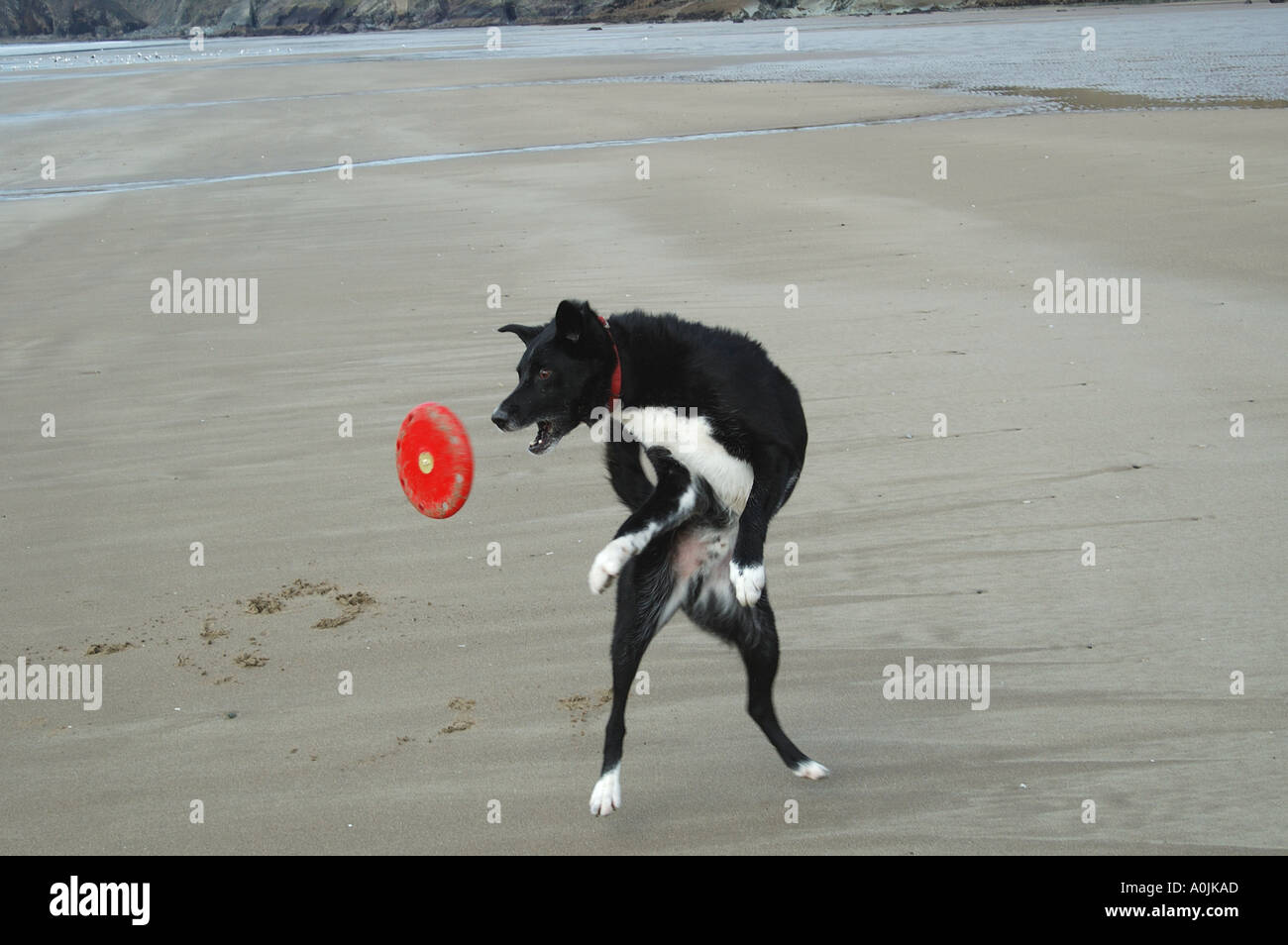 Frizbee hi-res stock photography and images - Alamy