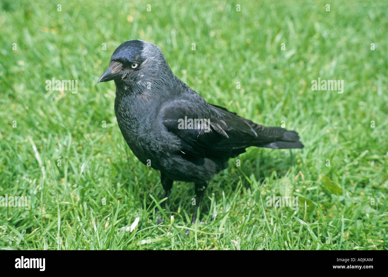 Detail of a Jackdaw Stock Photo - Alamy