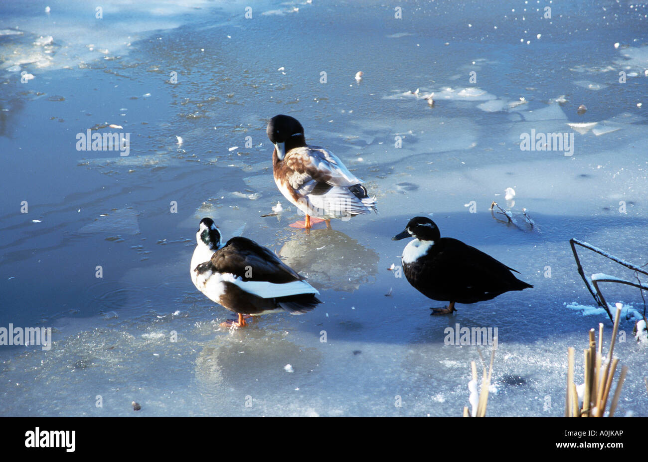 Detail of ducks on a frozen pond Stock Photo - Alamy