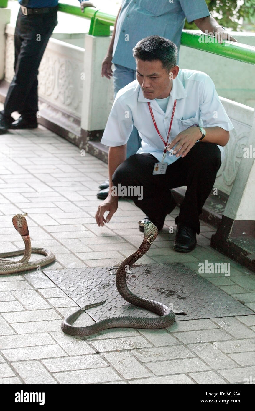 Queen saovabha memorial institute and snake farm hi-res stock ...