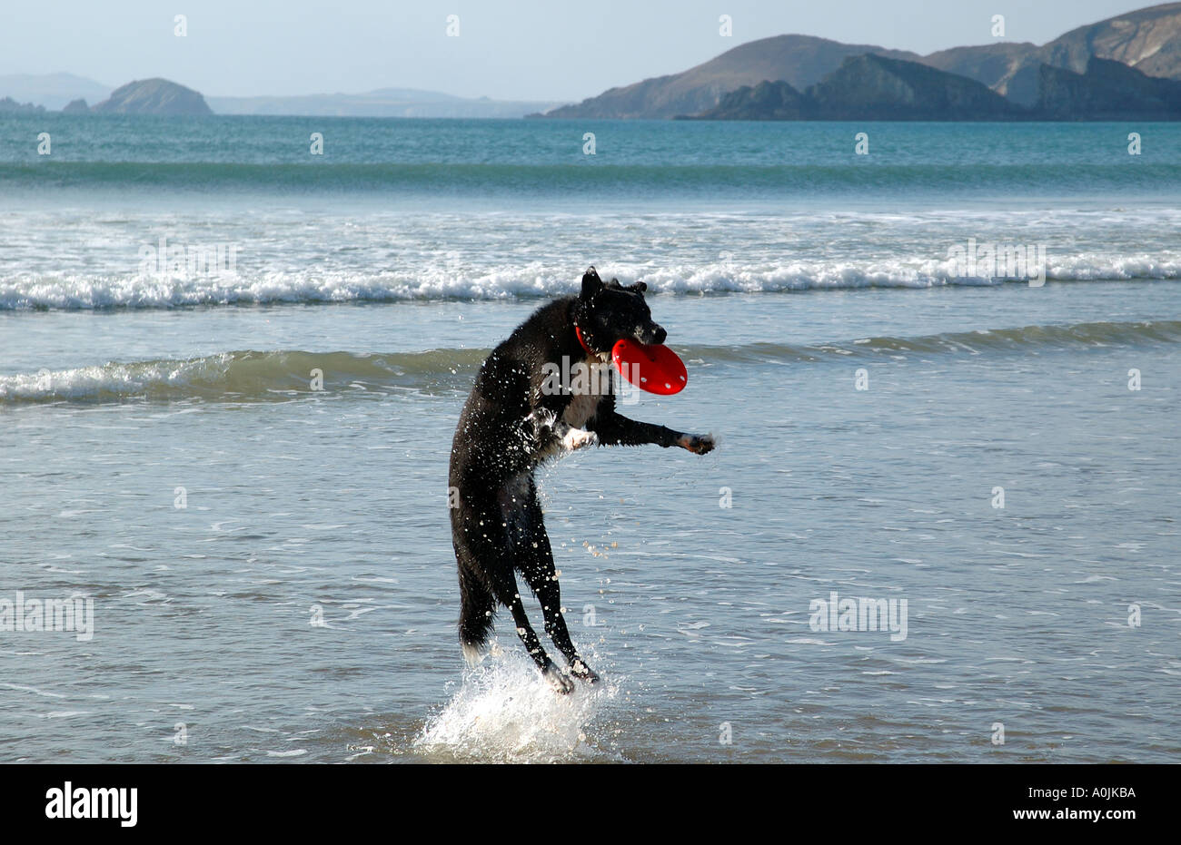 Frizbee Catch by the Sea Stock Photo - Alamy