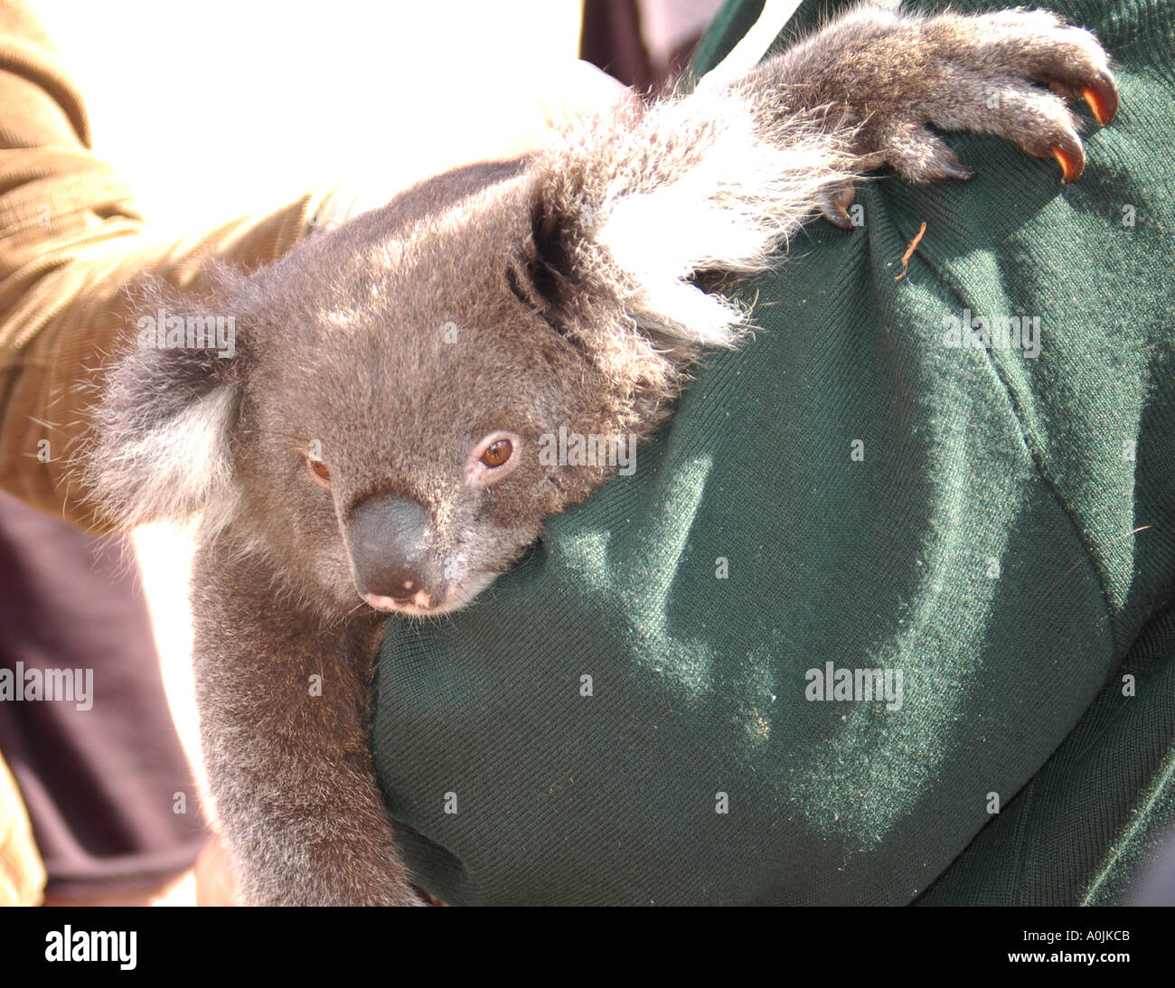 Australian zoo staff hi-res stock photography and images - Alamy