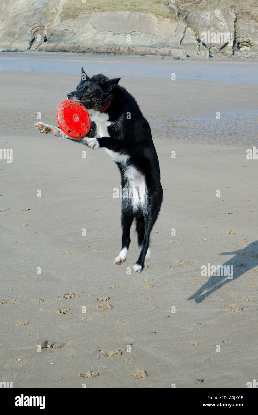 Dog Flying High with Frizbee Stock Photo - Alamy