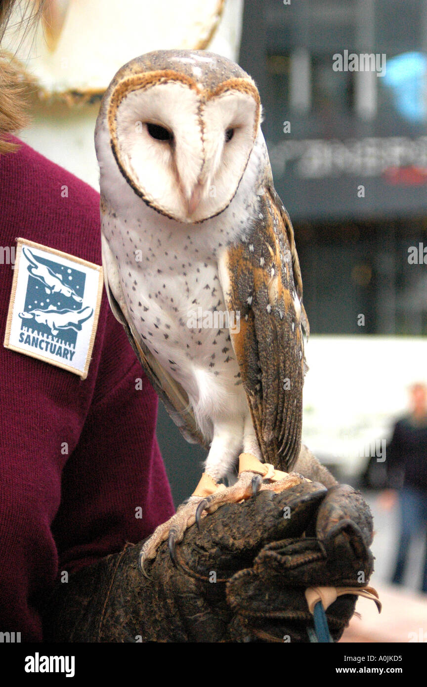 A Barn Owl held by a bird handler, Melbourne, Australia Stock Photo - Alamy