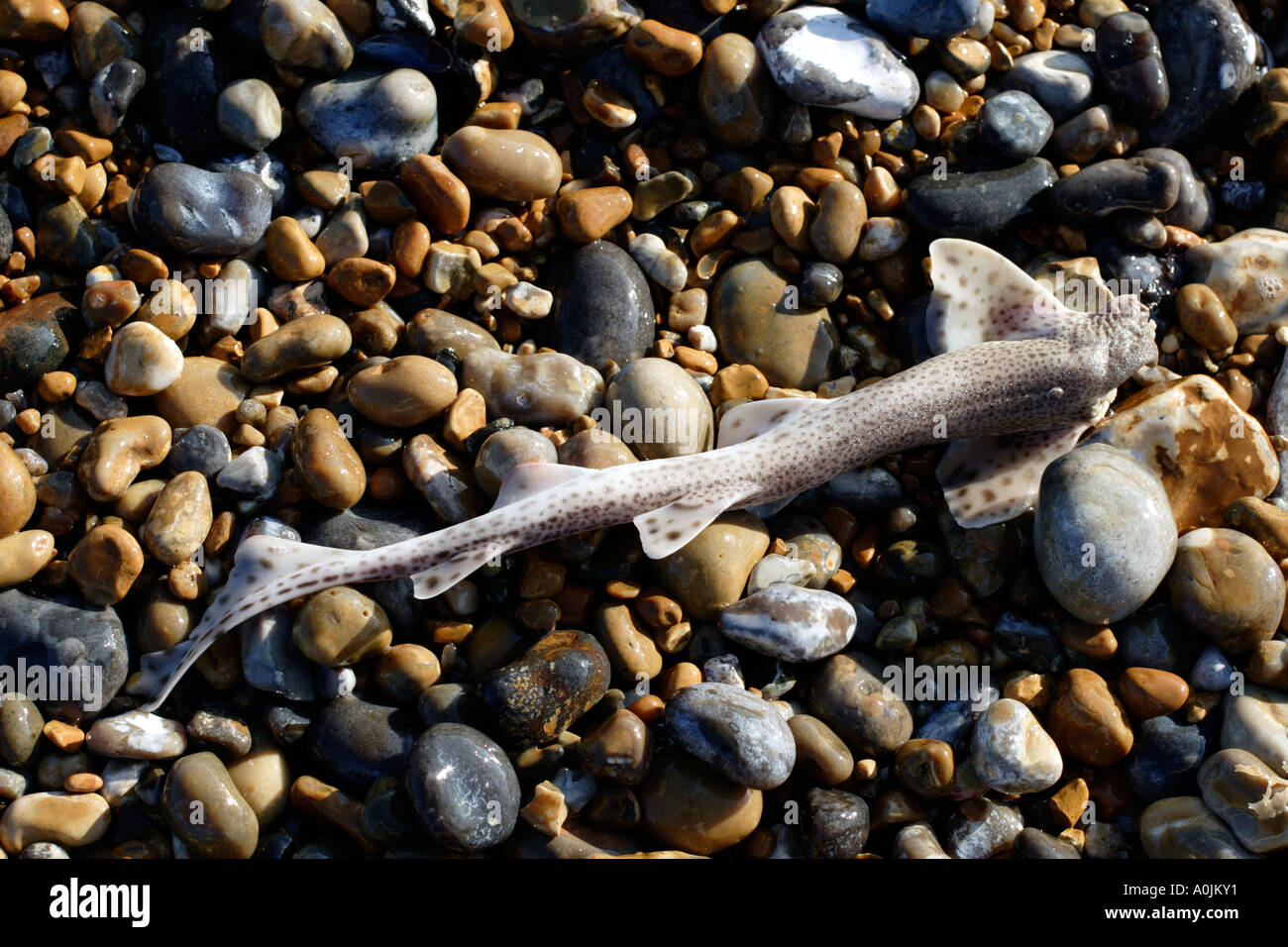 Dead headless fish on pebble beach Stock Photo - Alamy