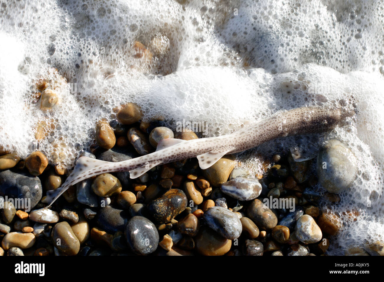 Headless shark hi-res stock photography and images - Alamy