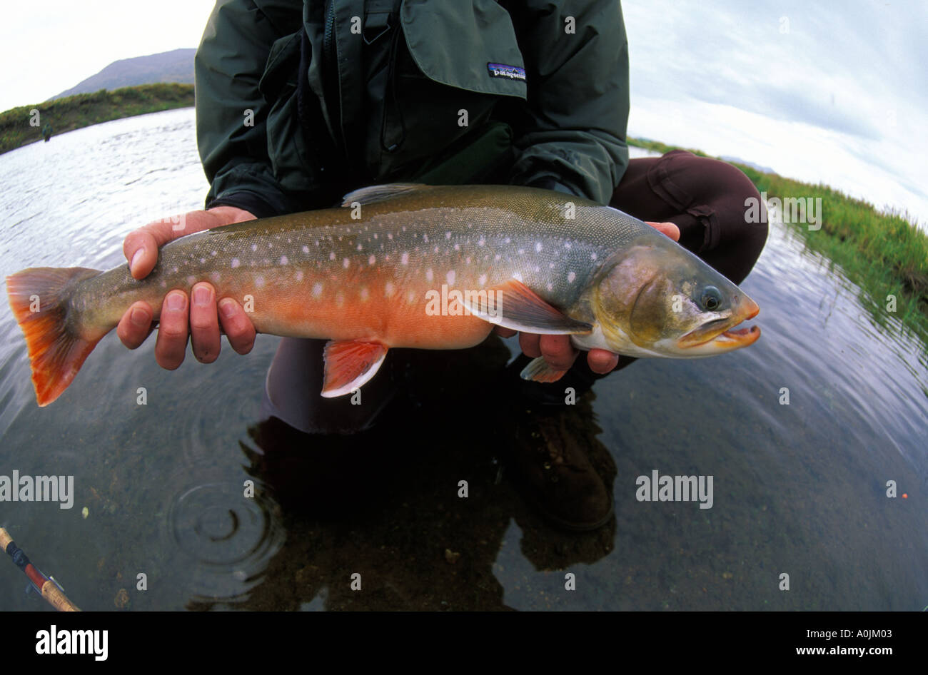Atlantic Char High Resolution Stock Photography and Images - Alamy