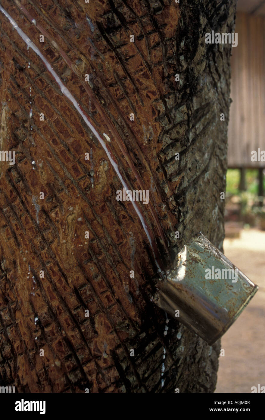 Brazilian rubber tree hevea hi-res stock photography and images - Alamy