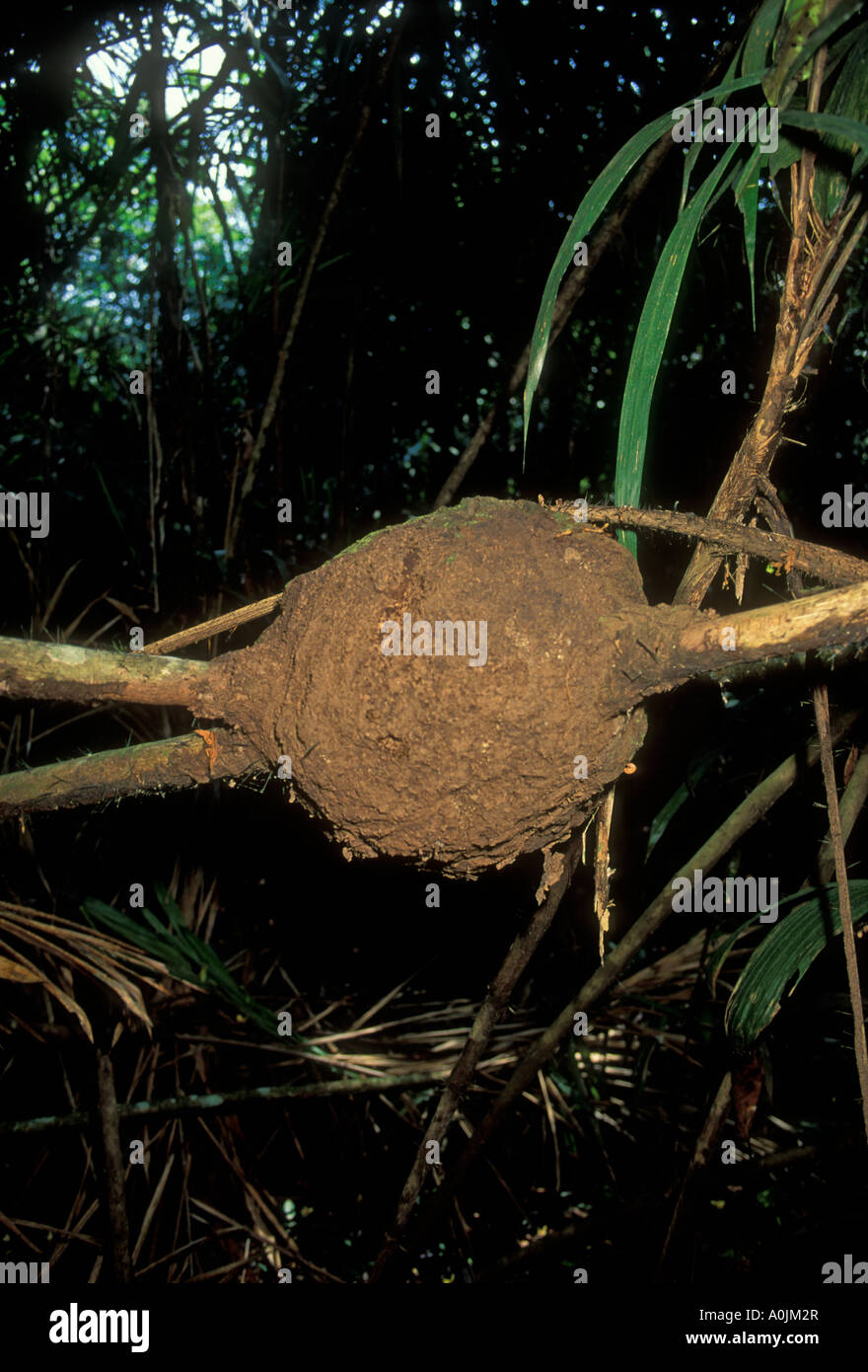 Amazon termite nest hi-res stock photography and images - Alamy