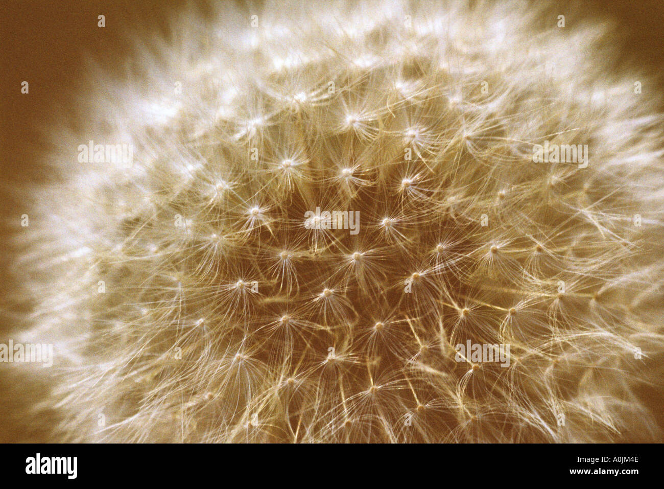 Dandylion hi-res stock photography and images - Alamy