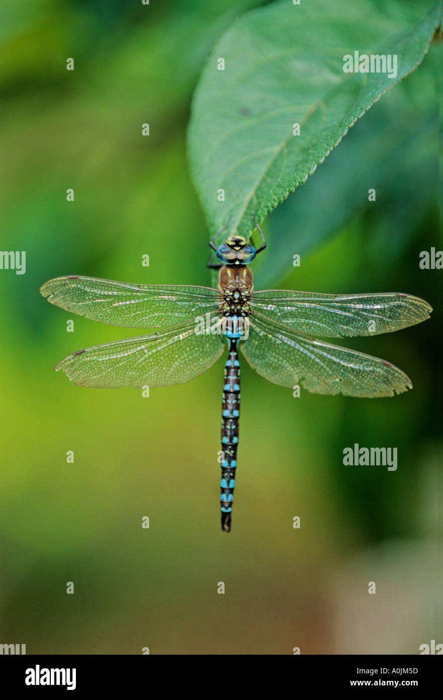 Blue dragonfly hi-res stock photography and images - Alamy
