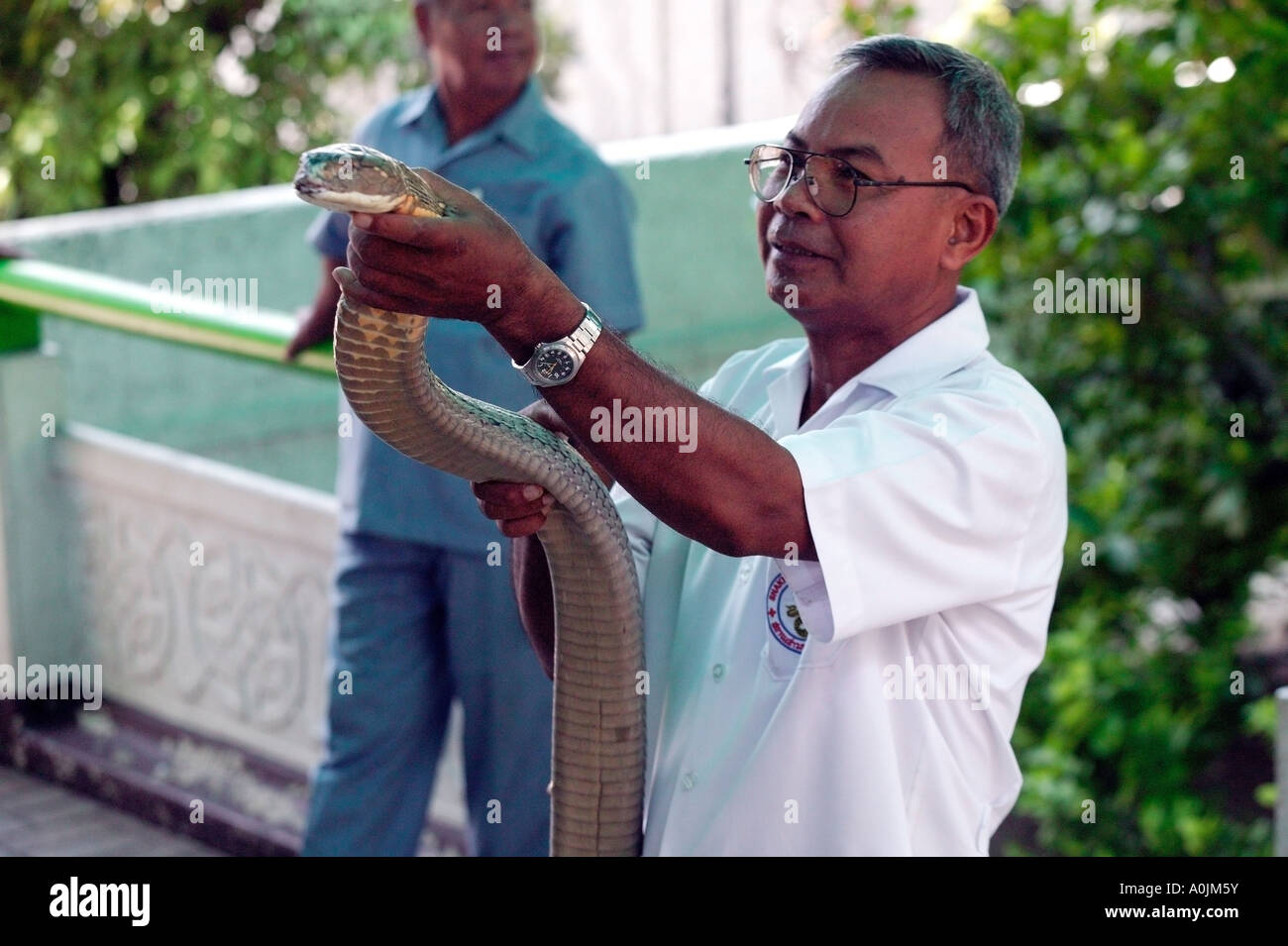 Queen Saovabha Memorial Institute Snake Farm Bangkok Thailand Over 1 ...