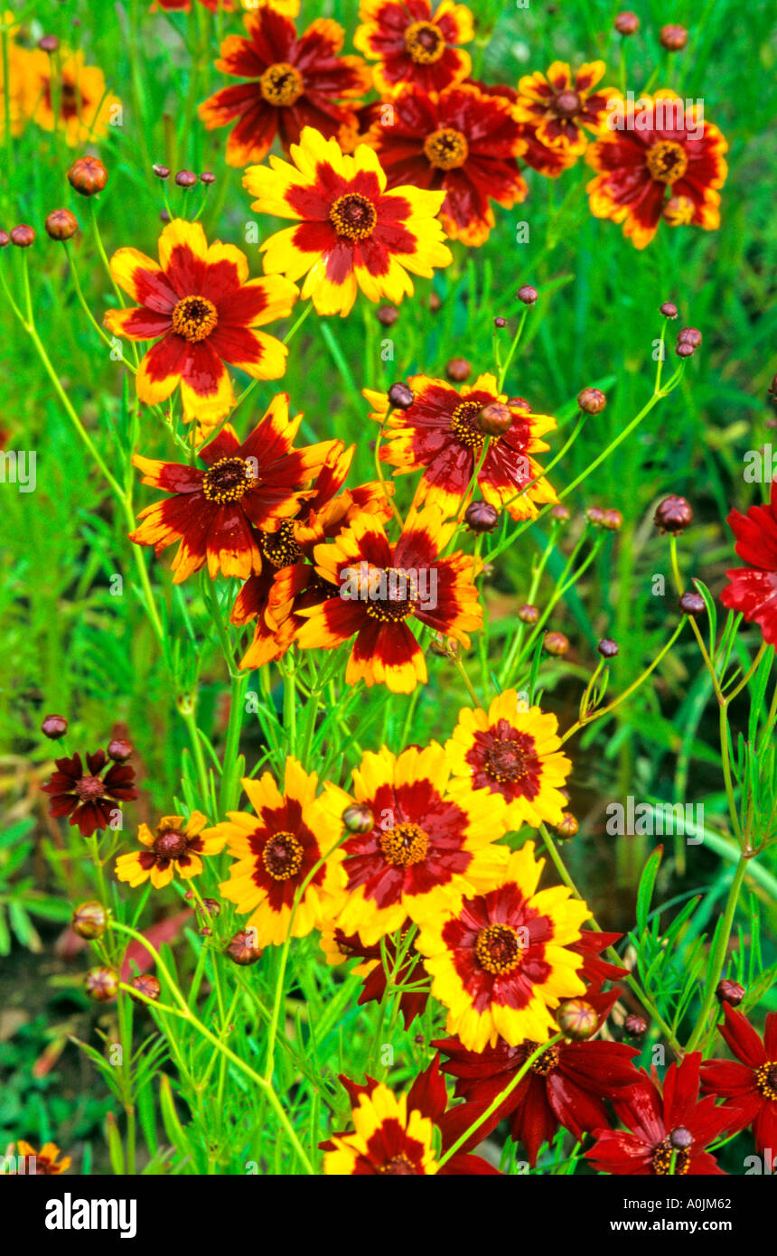 Flowers growing wild 2 Stock Photo - Alamy