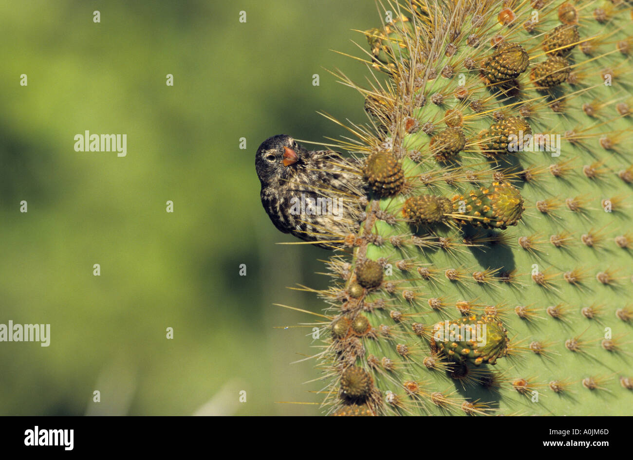 Cactus Ground Finch common Cactus finch female Geospiza scandens South ...