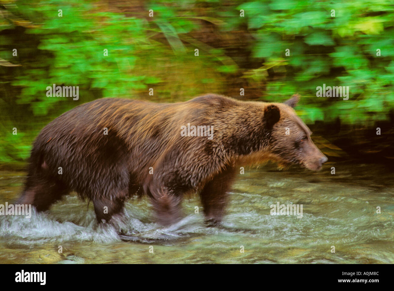 Bear trouble hi-res stock photography and images - Alamy