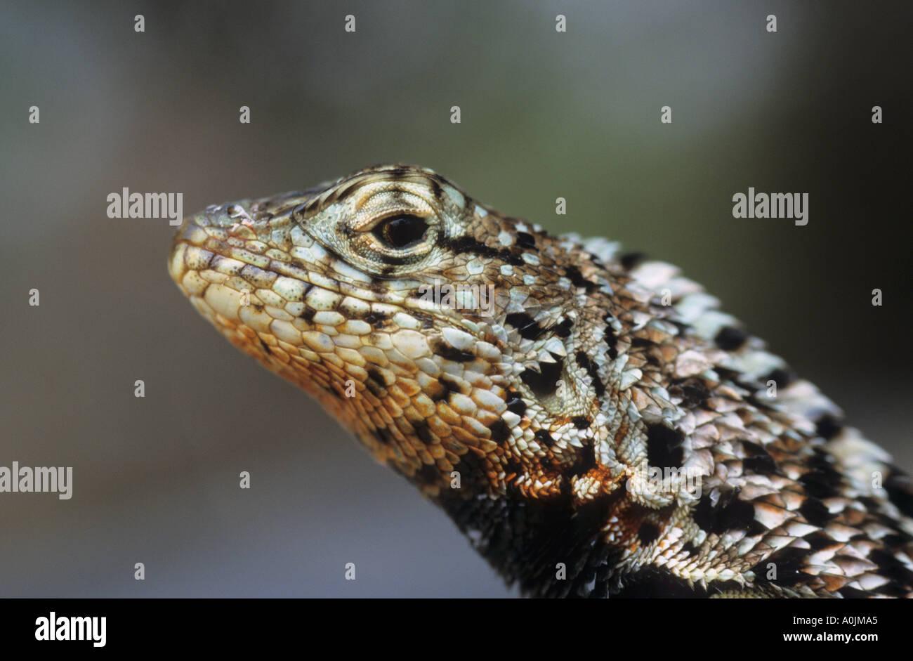Lava Lizard Microlophus albemarlensis Stock Photo - Alamy