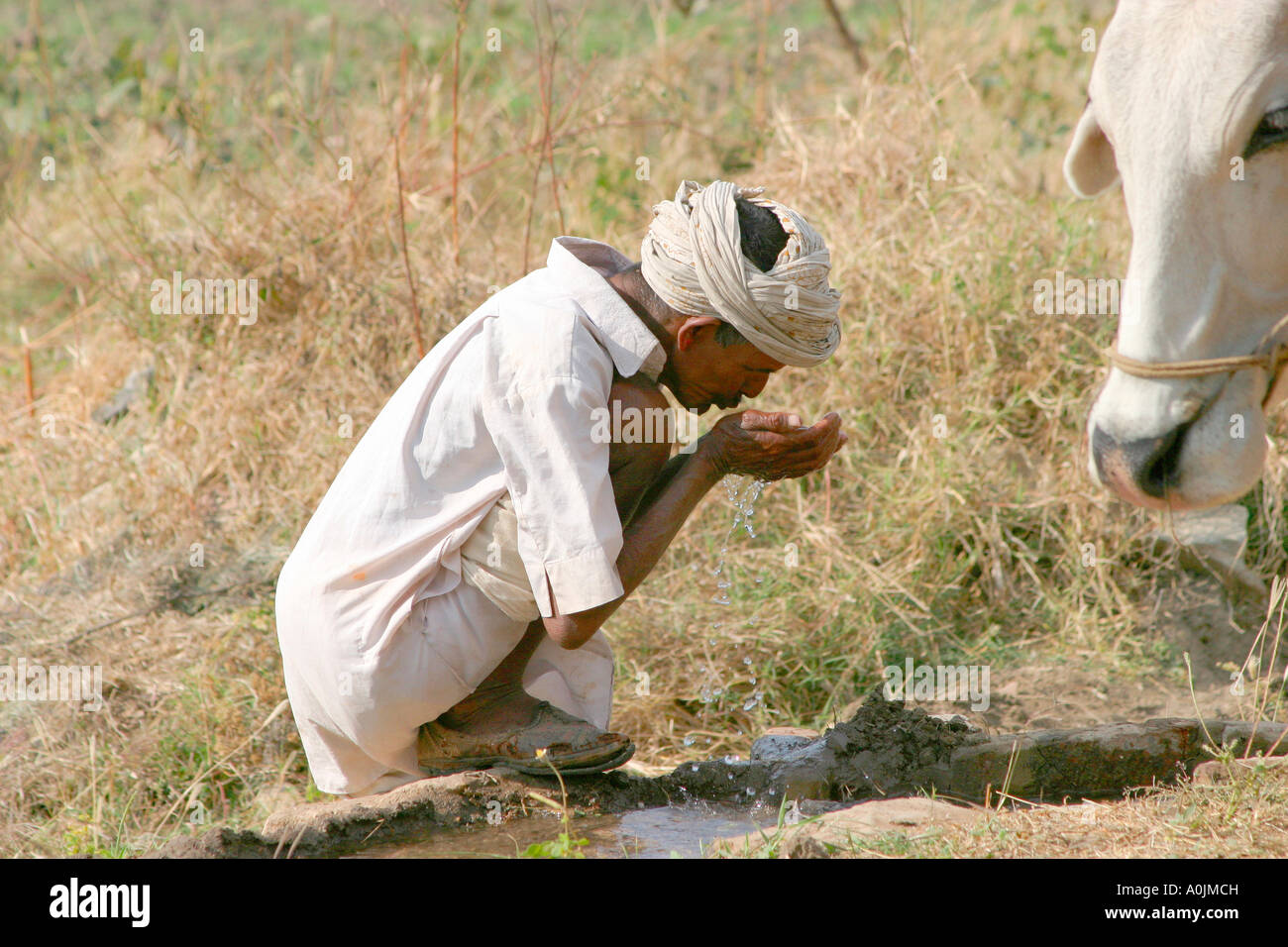Rajasthani man drinking at an irrigation channel between Ranakpur and ...