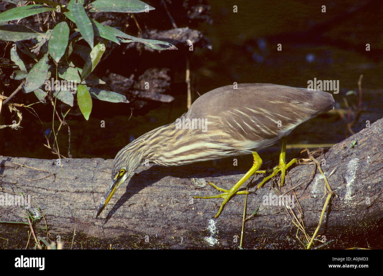 Indian Pond Heron Ardeola grayii Stock Photo - Alamy