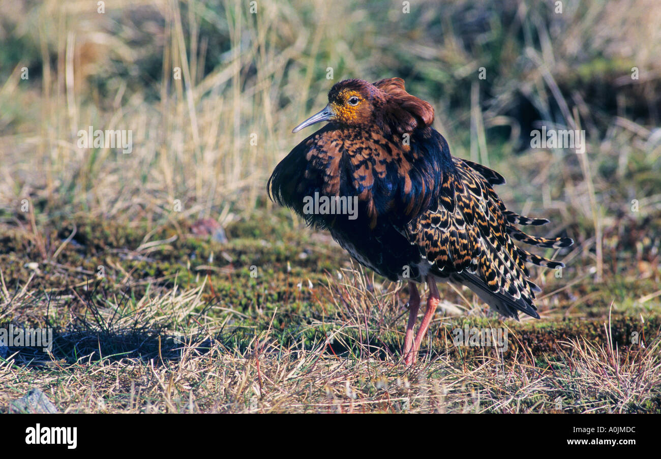 Ruff Philomachus pugnax male in breeding plumage Stock Photo - Alamy