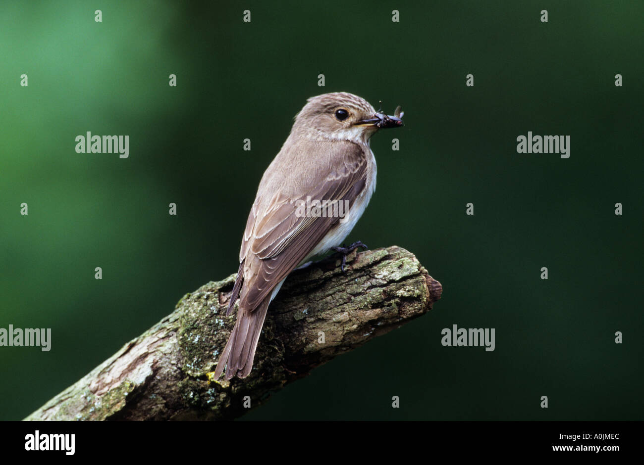 Spotted Flycatcher Muscicapa striatus with insect prey Stock Photo - Alamy