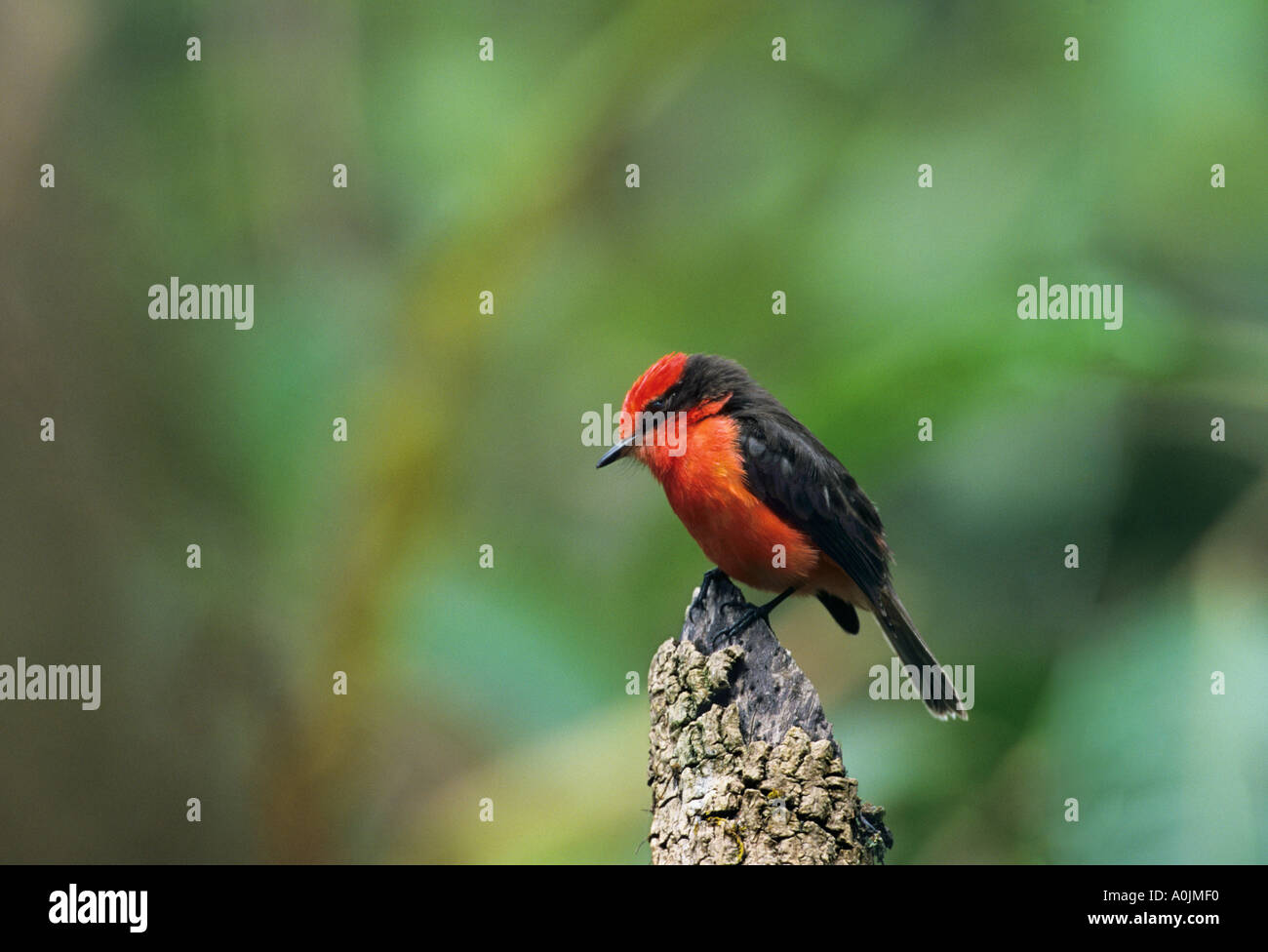 Vermillion Flycatcher male Pyrocephalus rubinus Stock Photo - Alamy
