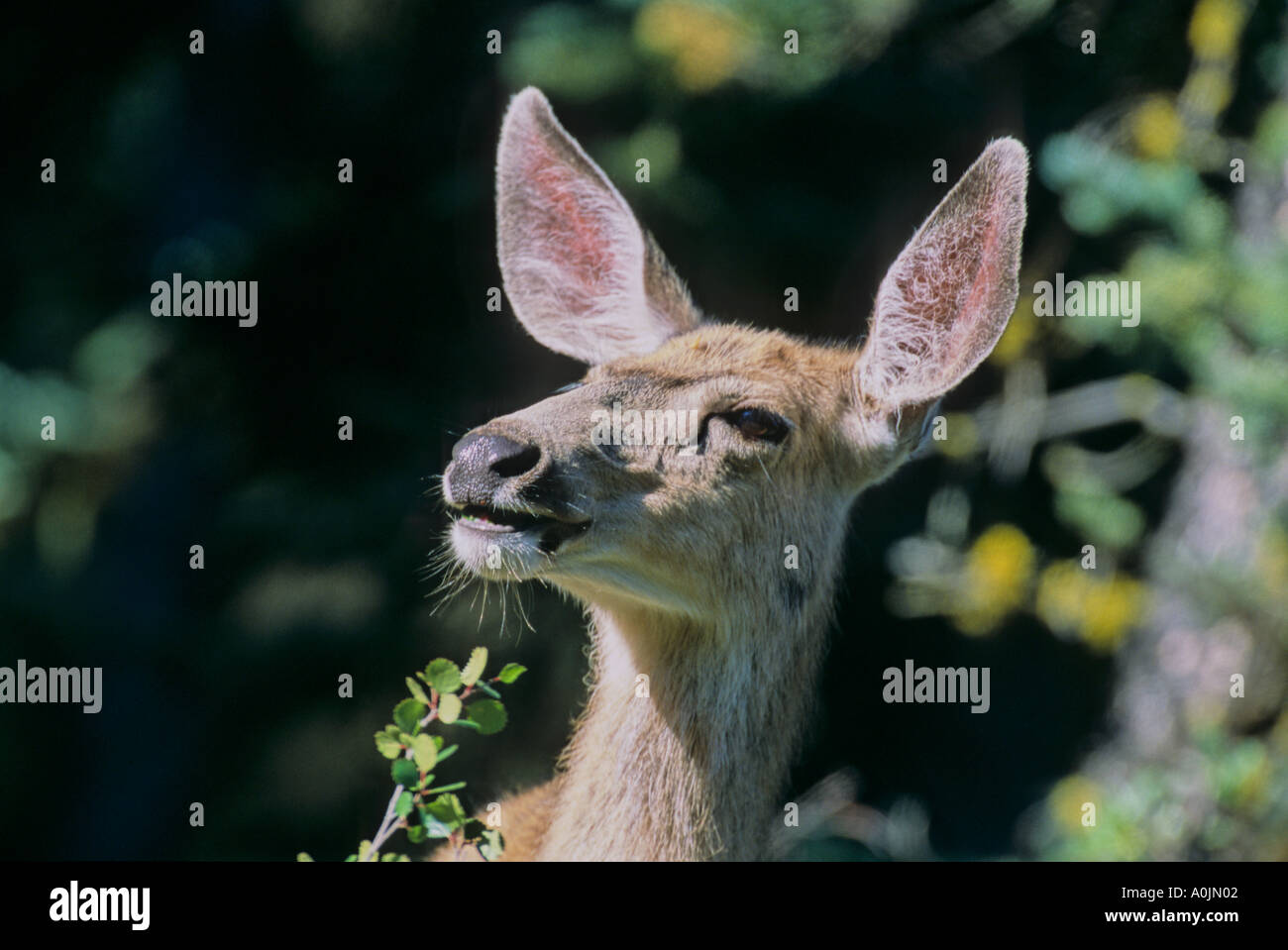 Mule Deer Doe 35 Stock Photo - Alamy