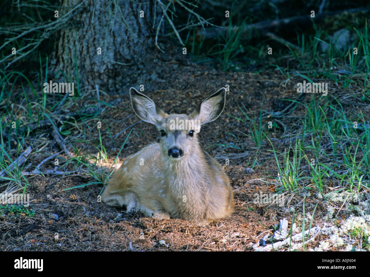 Mule Deer Fawn 33 Stock Photo - Alamy