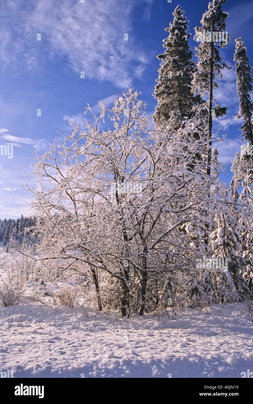 Snow covered trees 9 Stock Photo - Alamy